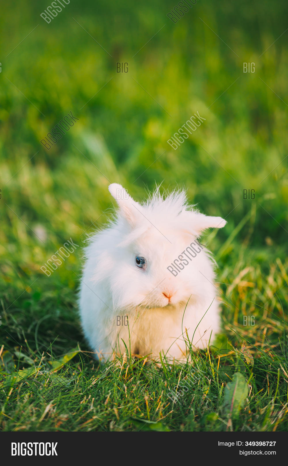 Cute Dwarf Lop-eared Image & Photo (Free Trial) | Bigstock