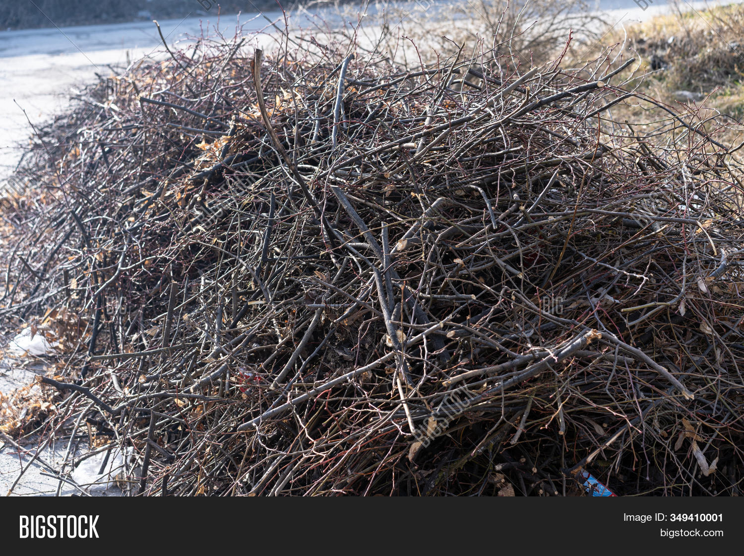 Felled Tree Branches Image & Photo (Free Trial) | Bigstock