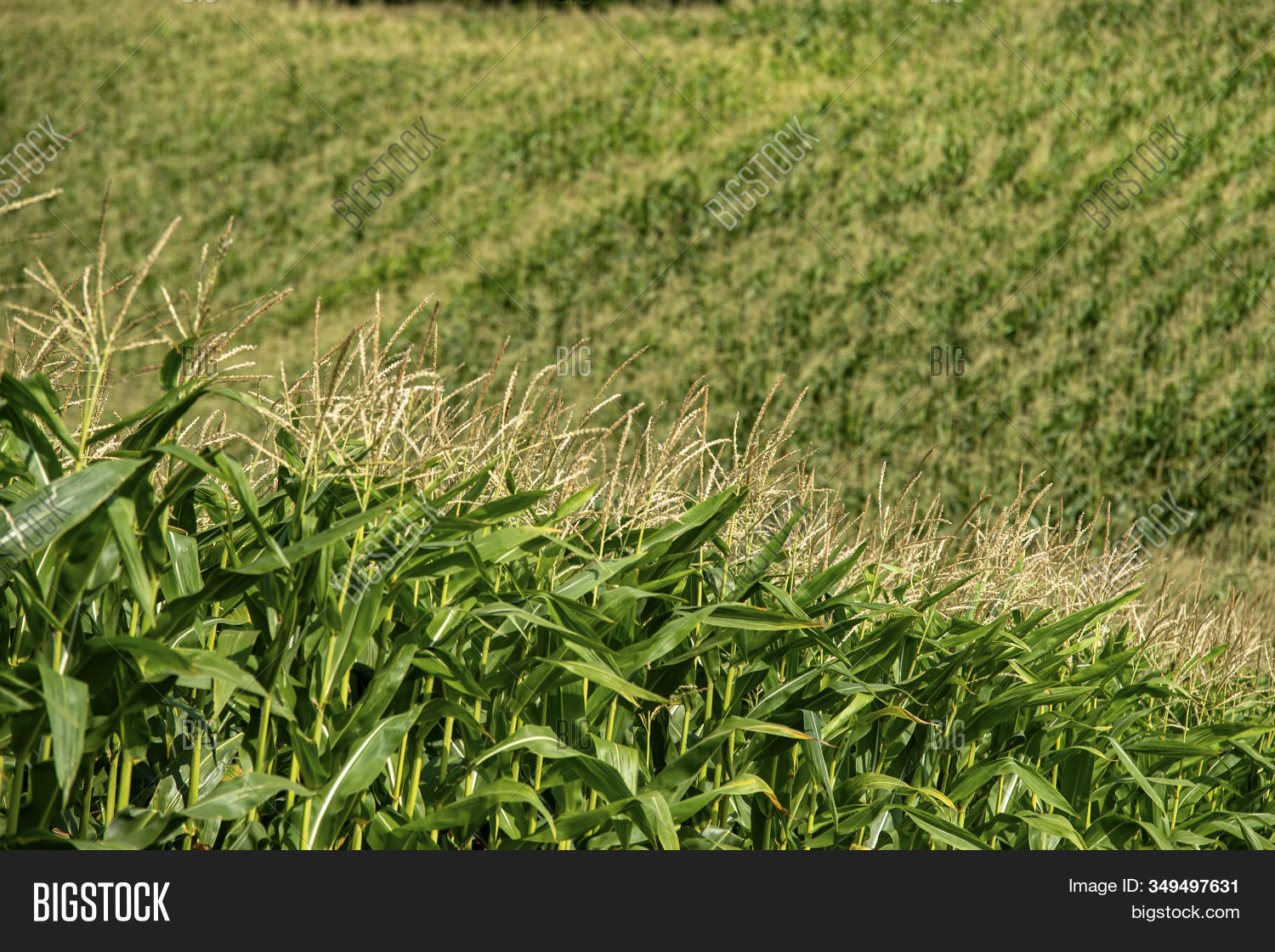 Fresh Corn Field Blue Image & Photo (Free Trial) | Bigstock