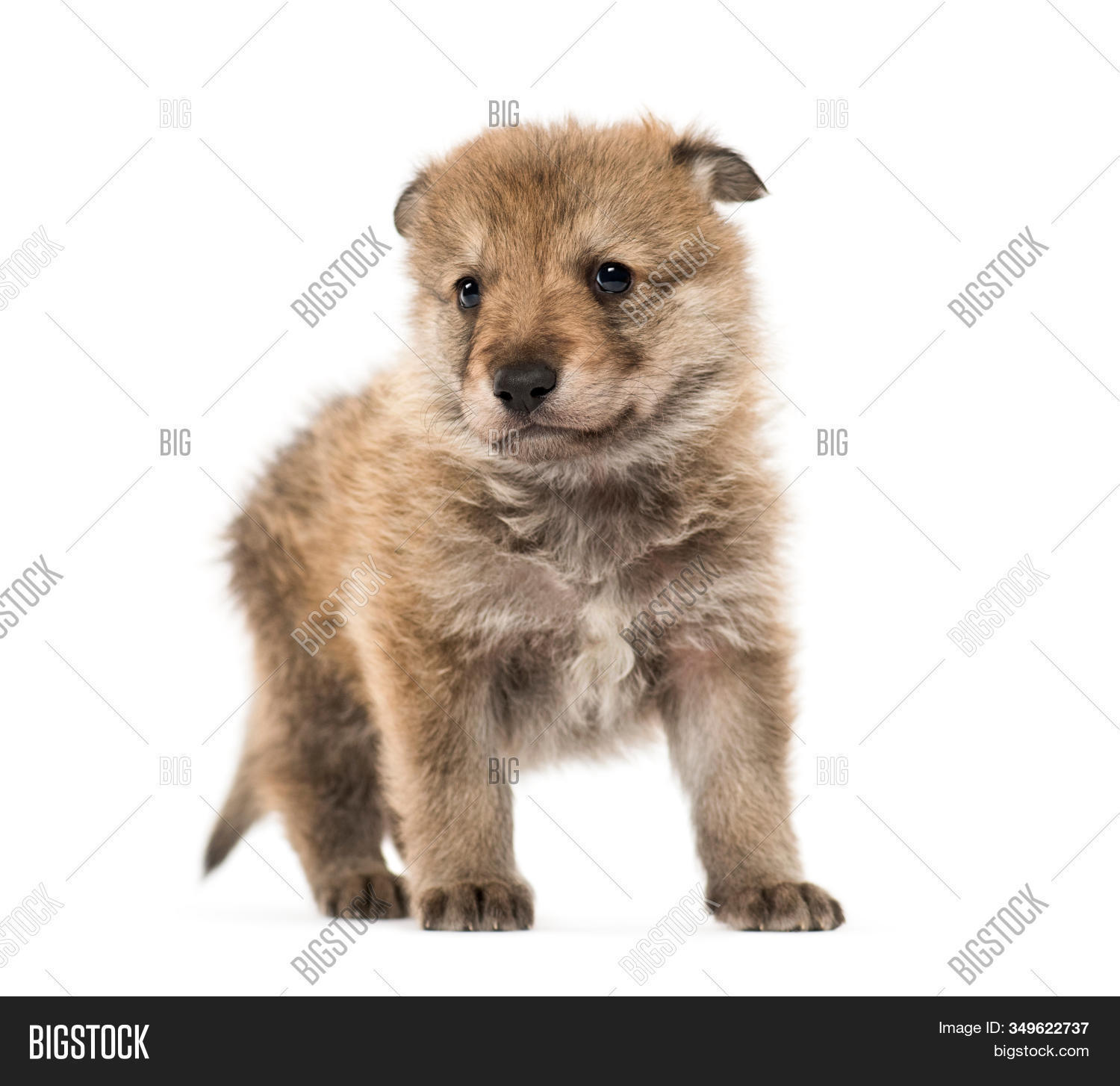 Young Mongolian Wolf, Image & Photo (Free Trial) | Bigstock