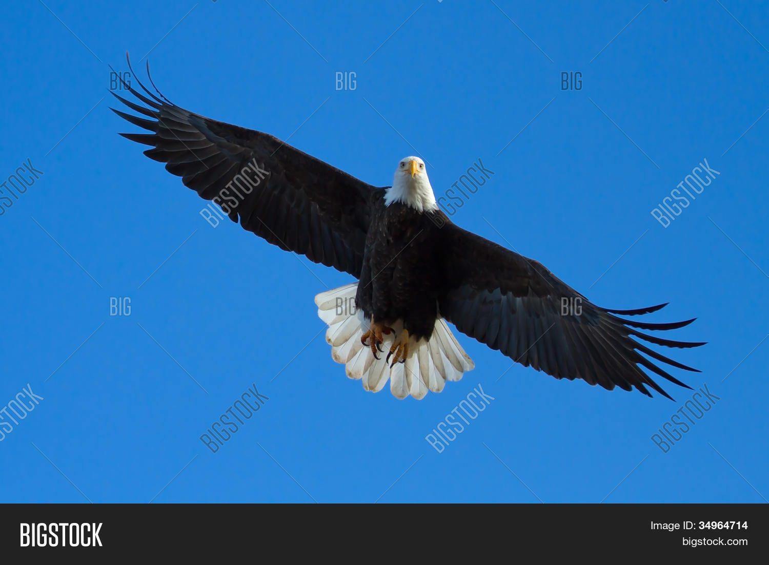 Bald Eagle Flight Image & Photo (Free Trial) | Bigstock