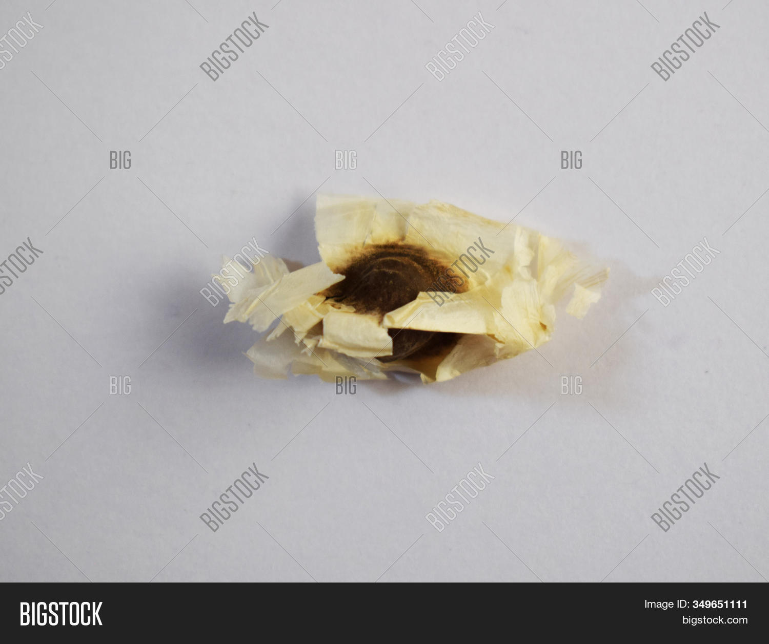 Single Moringa Image & Photo (Free Trial) | Bigstock