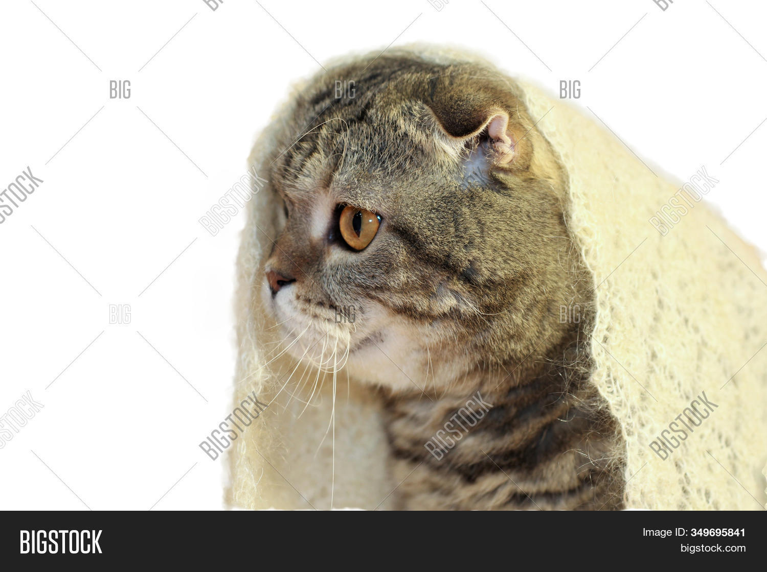 Cat On Self-isolation Image & Photo (Free Trial) | Bigstock