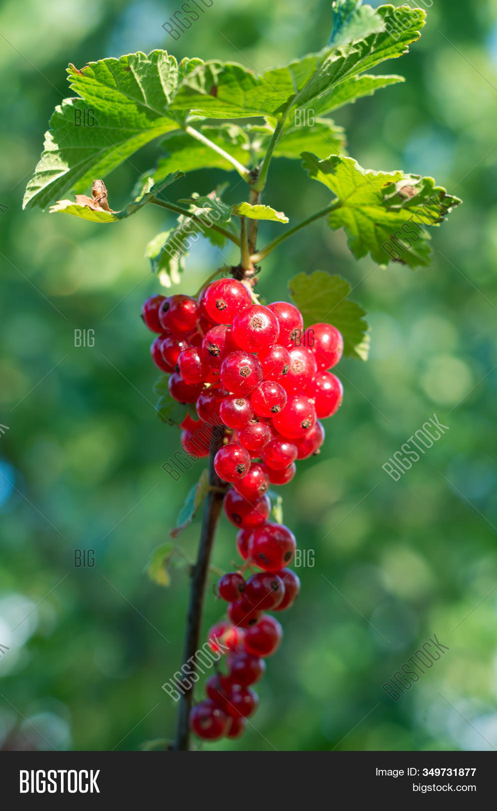 Red Currants - Red Image & Photo (Free Trial) | Bigstock