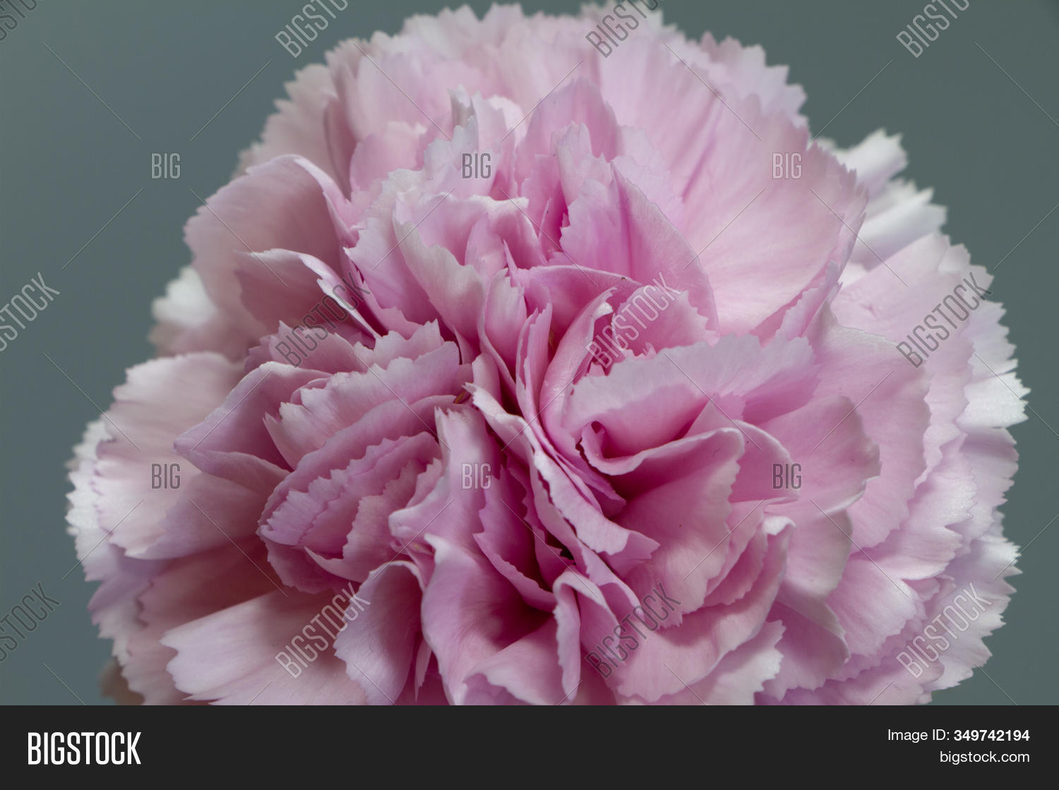 Close- Pink Carnation Image & Photo (Free Trial) | Bigstock