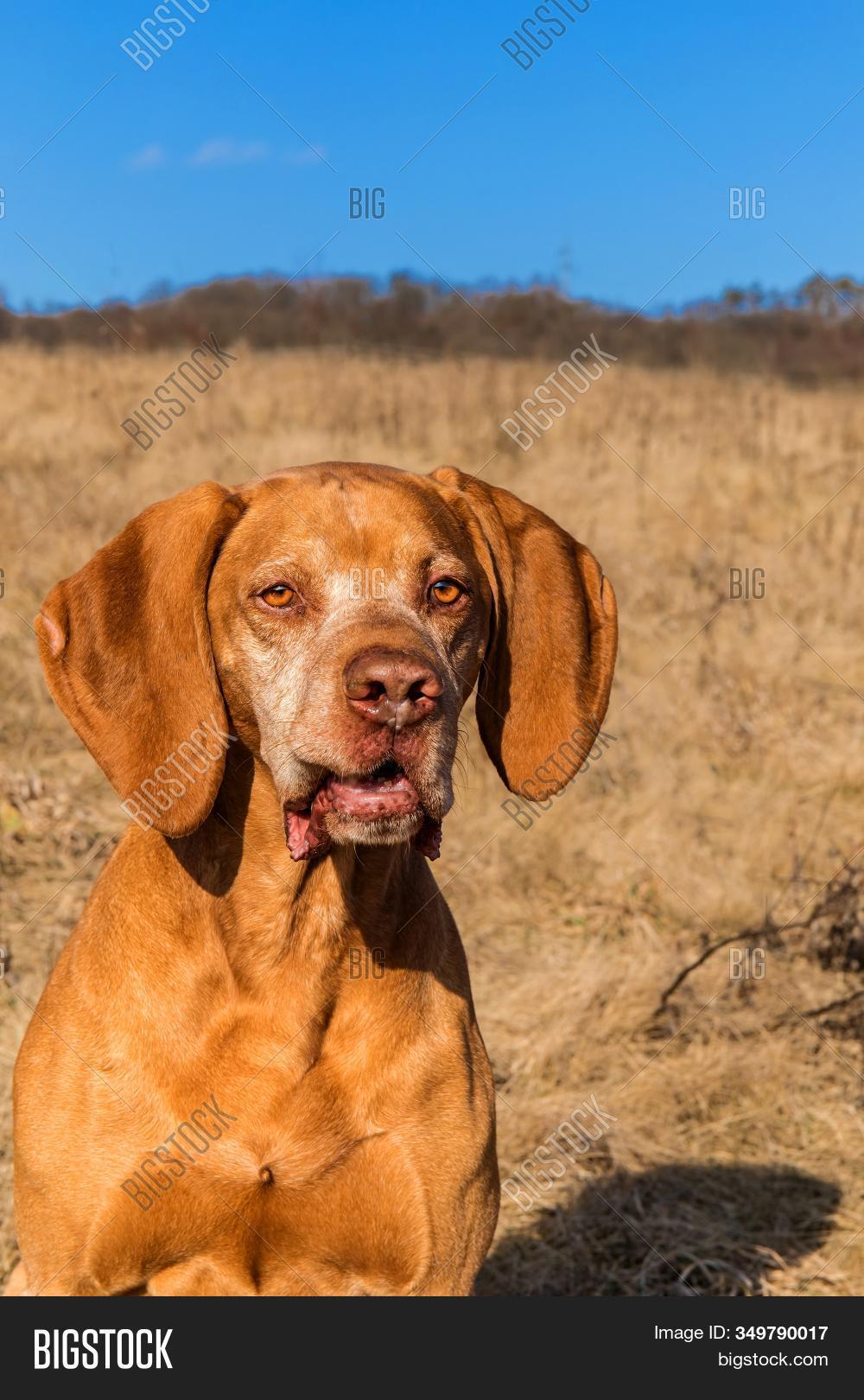 Head Hunting Dog. Image & Photo (Free Trial) | Bigstock