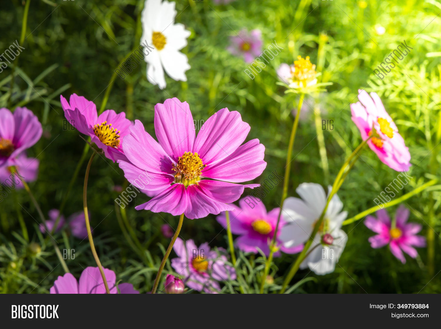 Beautiful Cosmos Image & Photo (Free Trial) | Bigstock