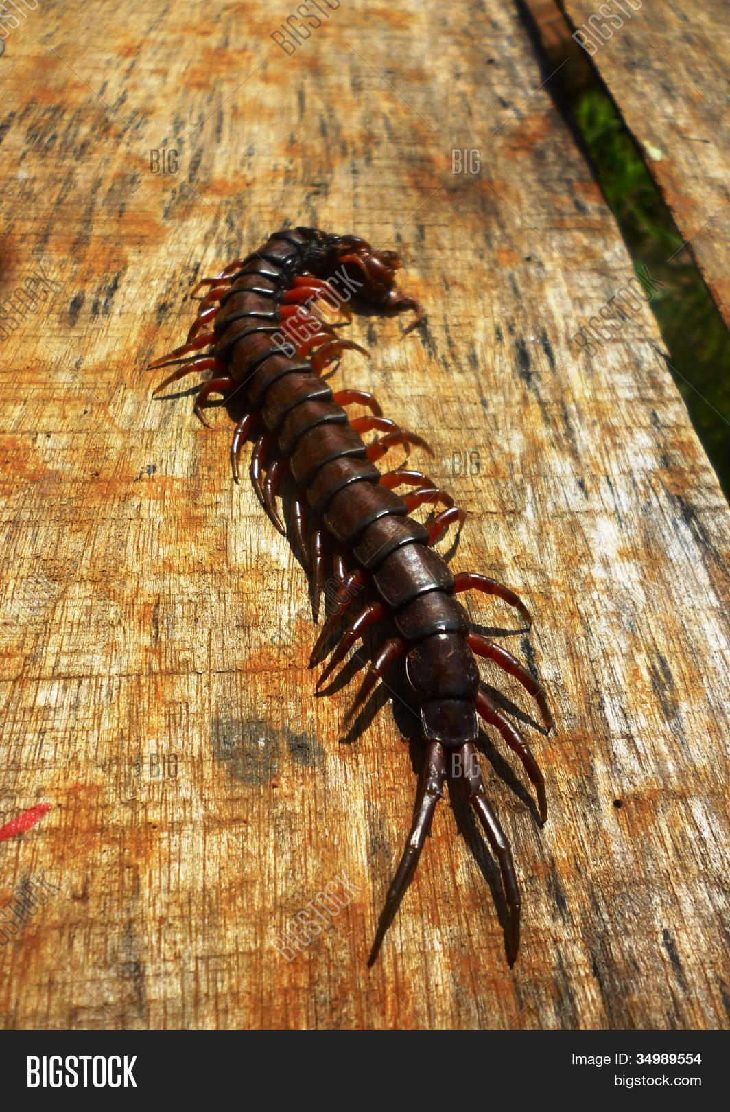 Giant Centipede Image & Photo (Free Trial) | Bigstock
