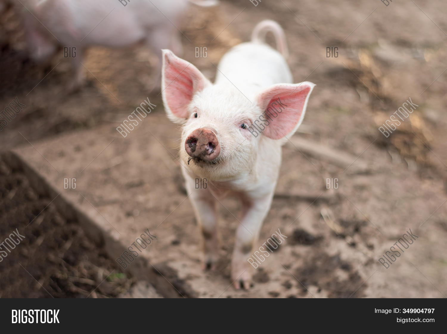 Little Cute White Pig Image & Photo (Free Trial) | Bigstock