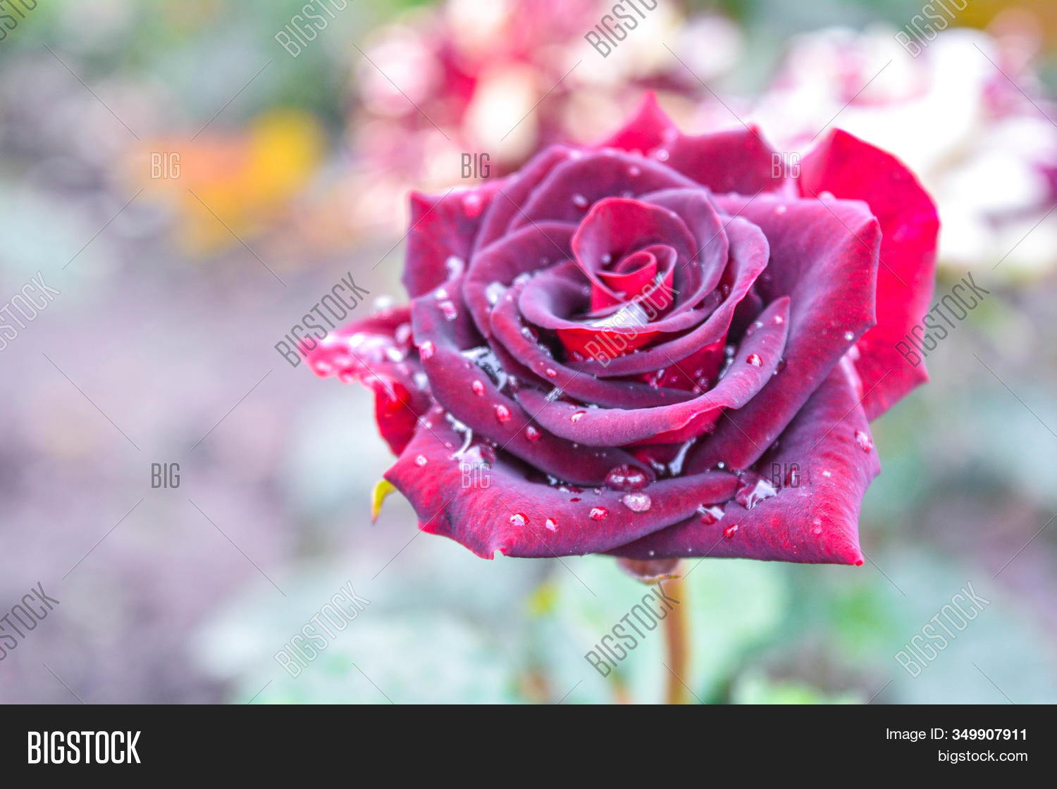 Wine Bordeaux Rose Image & Photo (Free Trial) | Bigstock