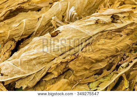 Tobacco Leaf Images, Illustrations & Vectors (Free) - Bigstock