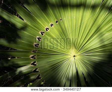 Palmetto Frond Unusual Image & Photo (Free Trial) | Bigstock