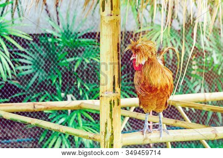 Chicken Rest Happily Image & Photo (Free Trial) | Bigstock