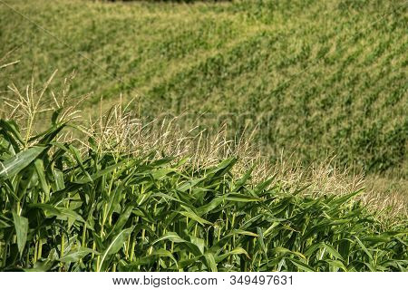 Fresh Corn Field Blue Image & Photo (Free Trial) | Bigstock