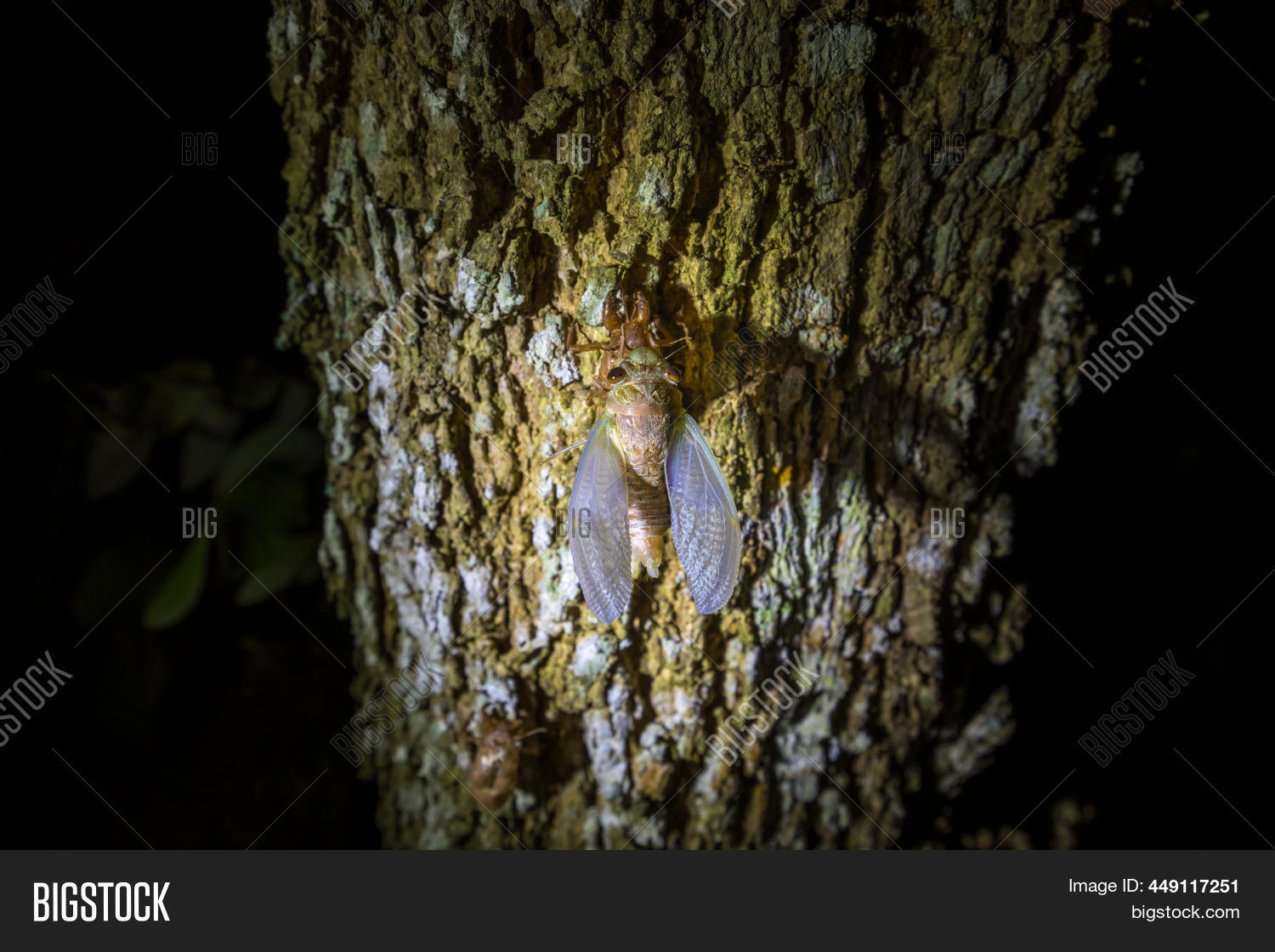 Cicada Molting Process Image & Photo (Free Trial) | Bigstock