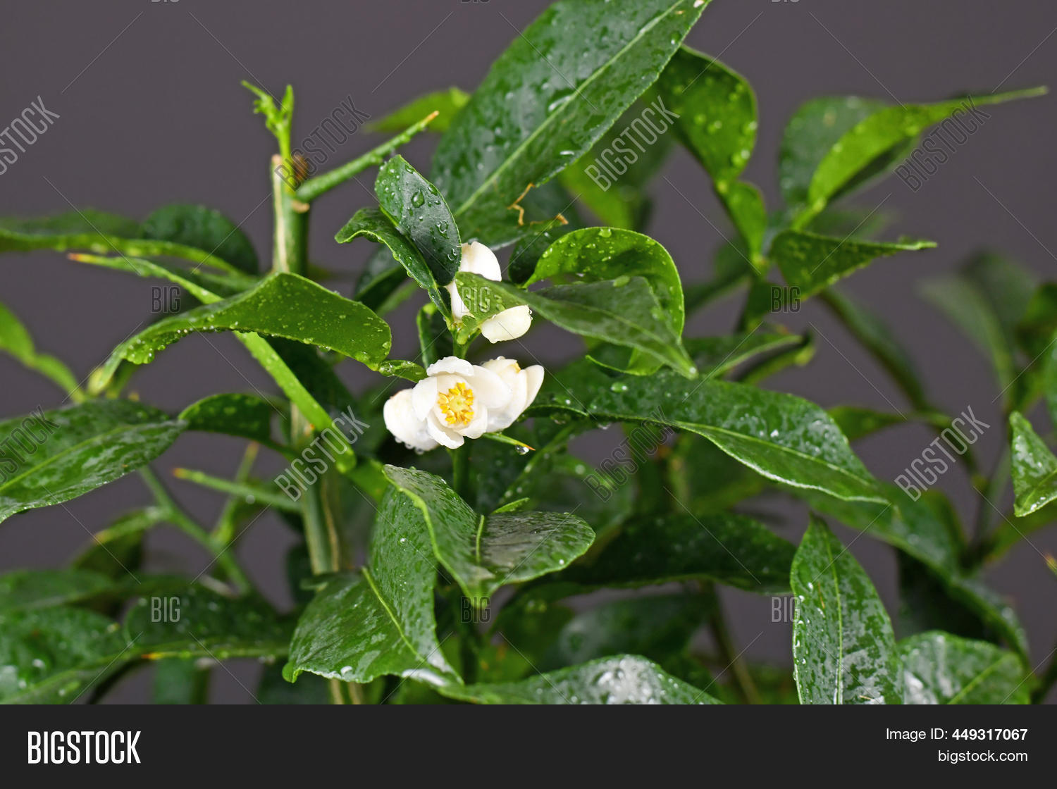 Blooming Flower Yuzu Image & Photo (Free Trial) | Bigstock
