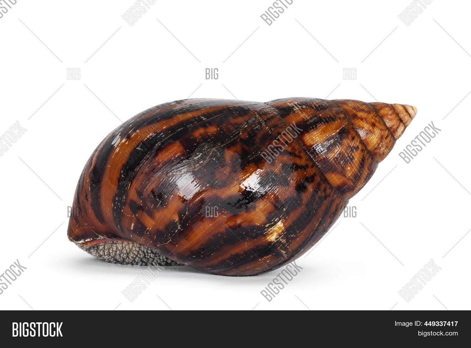 Giant Tiger Snail