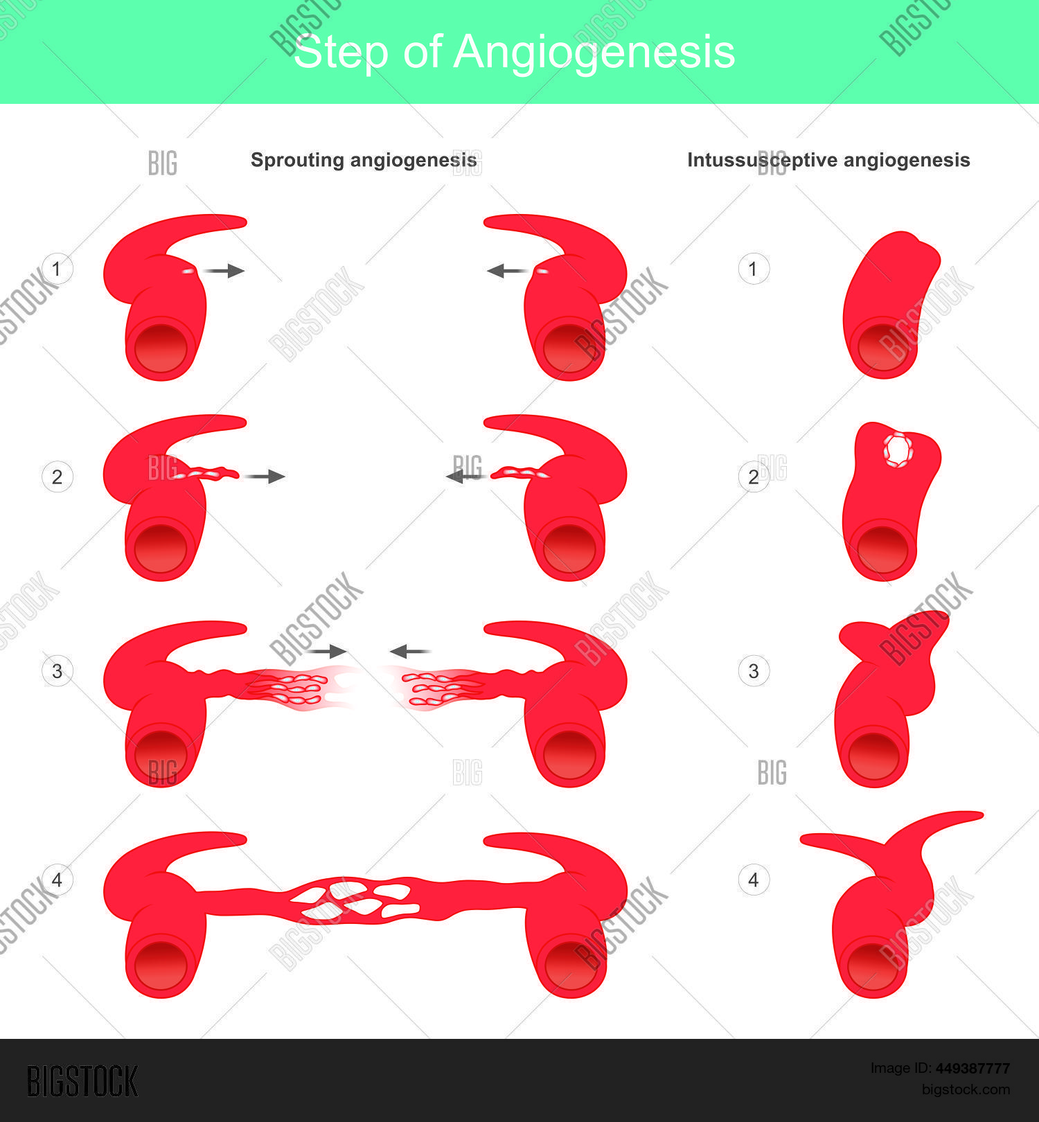 Step Angiogenesis. Vector & Photo (Free Trial) | Bigstock