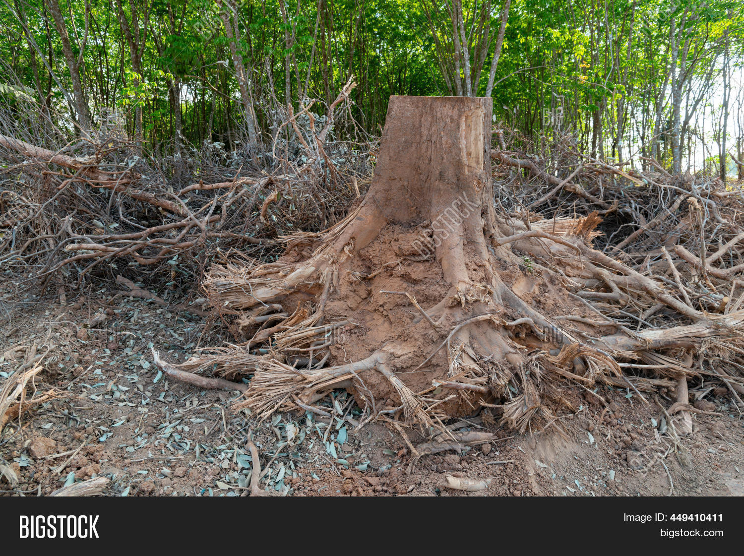 Dig Tree Root Fallen Image & Photo (Free Trial) | Bigstock