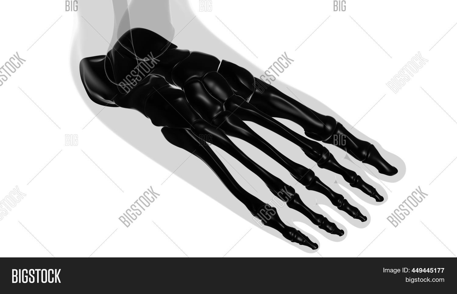 Human Skeleton Foot Image & Photo (Free Trial) | Bigstock