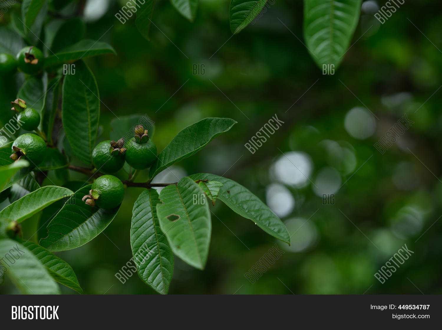 Photo Shows Tree Guava Image & Photo (Free Trial) | Bigstock