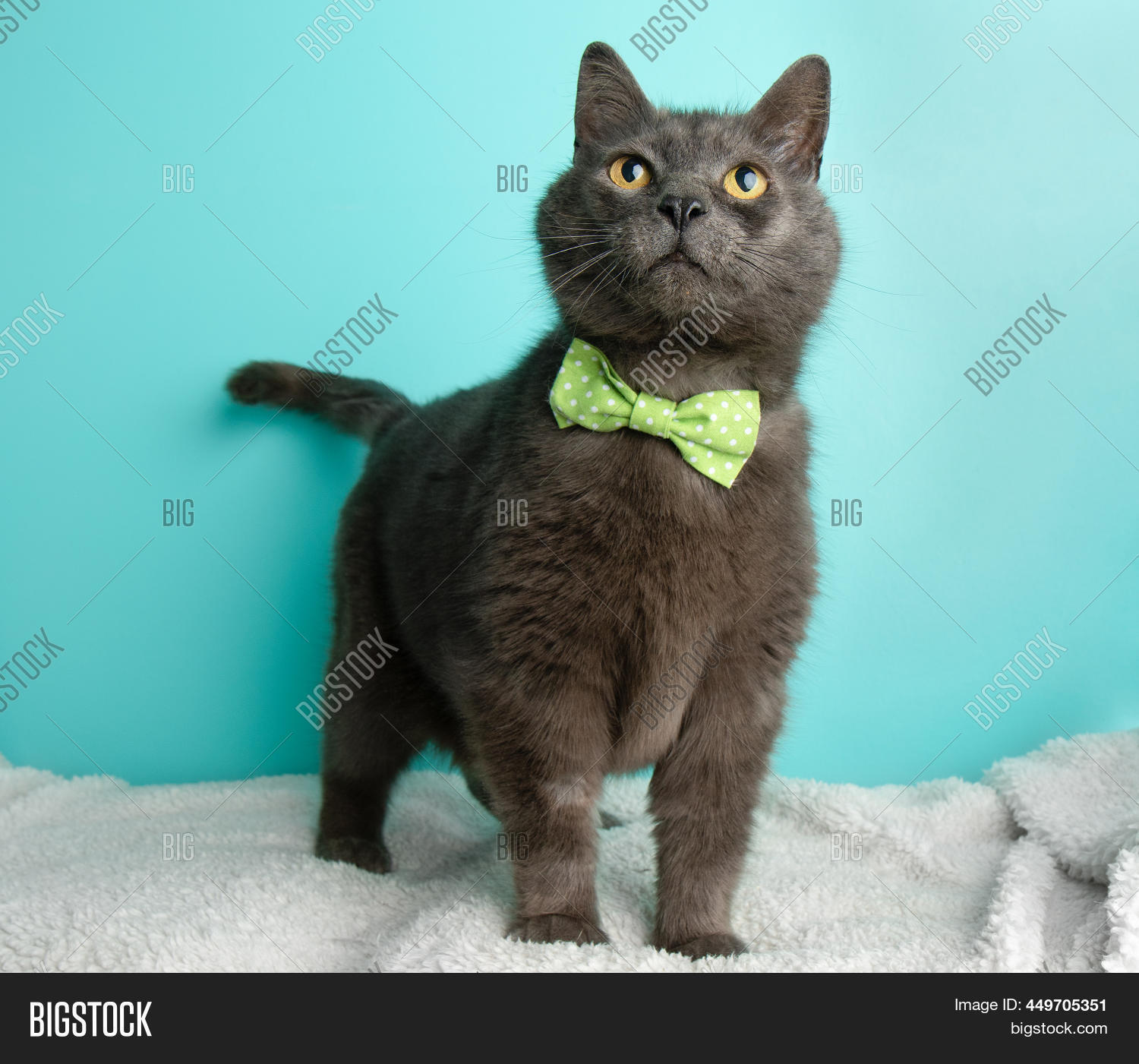 Grey Cat Yellow Eyes Image & Photo (Free Trial) | Bigstock