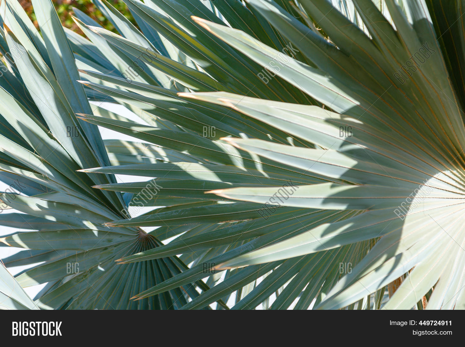 Tropical Palm Tree Image & Photo (Free Trial) | Bigstock