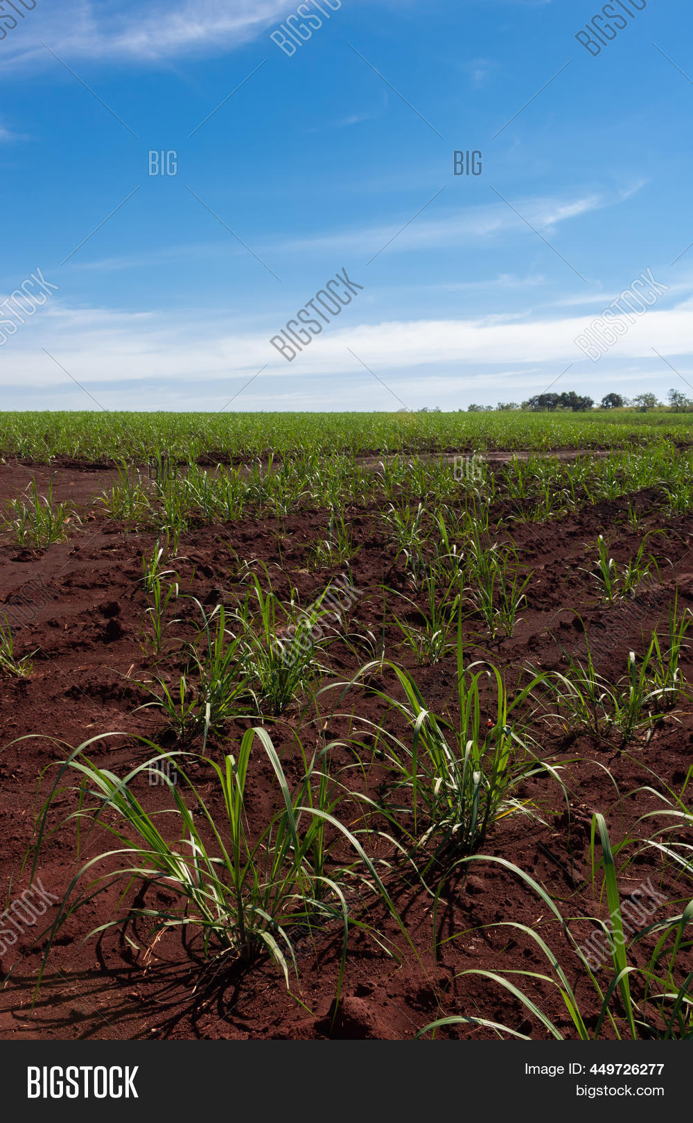 Sugarcane Plantation Image & Photo (Free Trial) | Bigstock