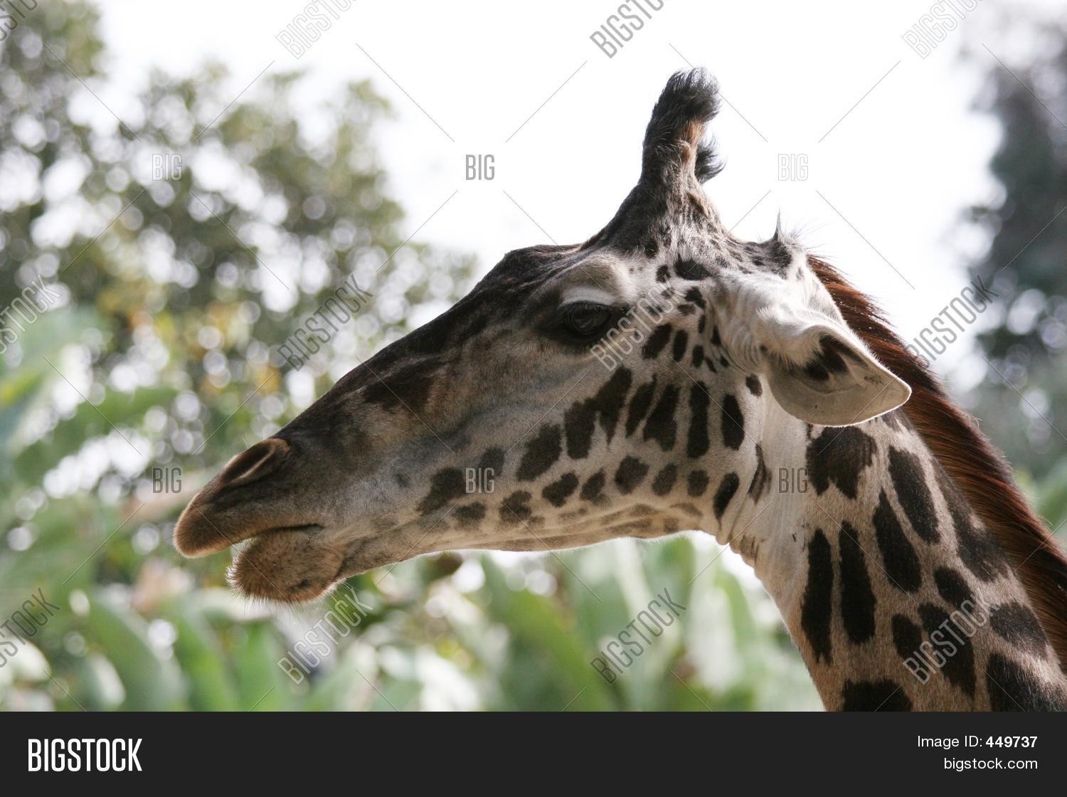 Giraffe Profile Image & Photo (Free Trial) | Bigstock