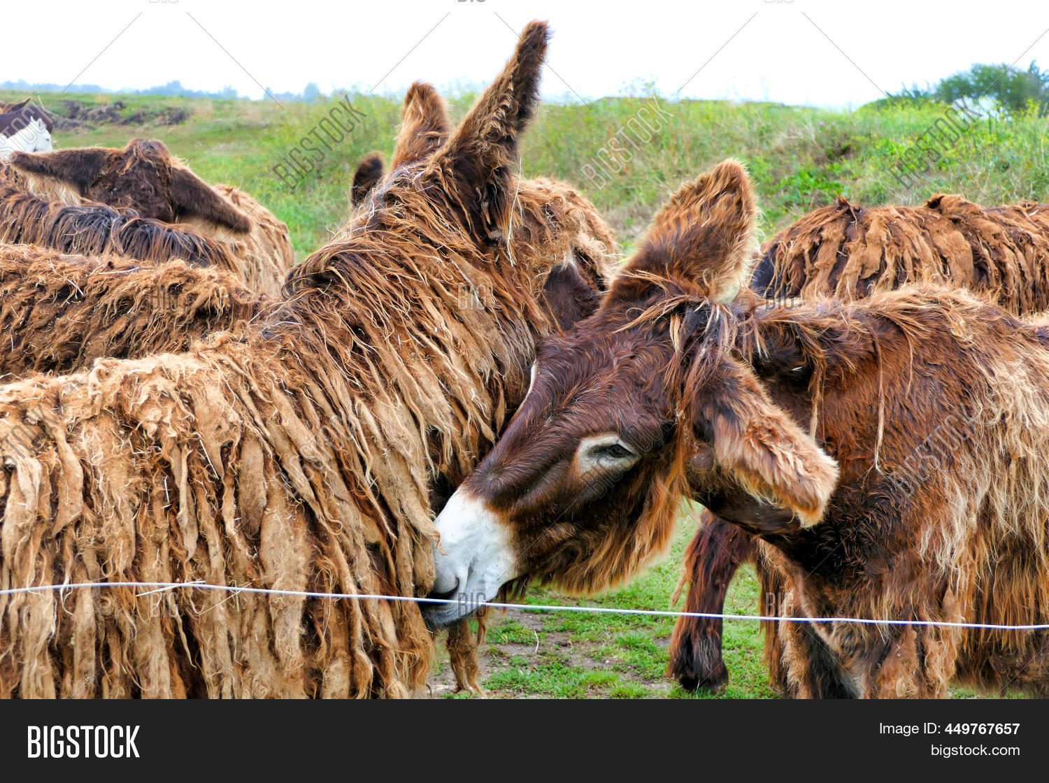 Ile De Donkeys Poitou Image & Photo (Free Trial) | Bigstock
