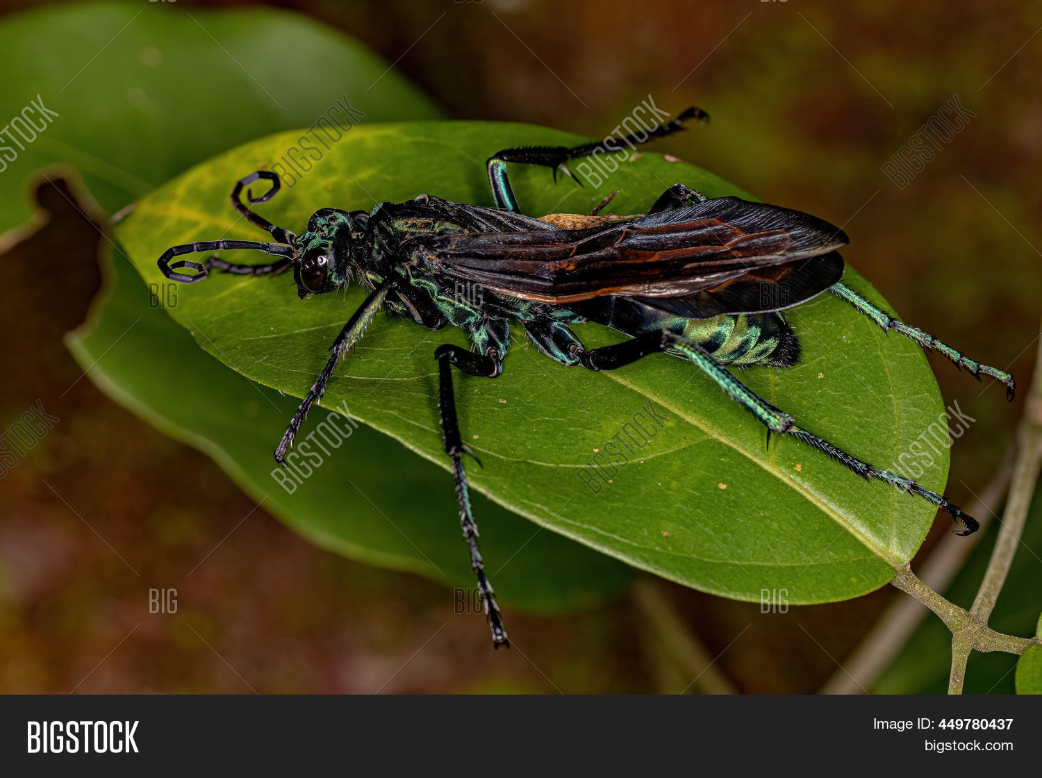 Adult Tarantula-hawk Image & Photo (Free Trial) | Bigstock