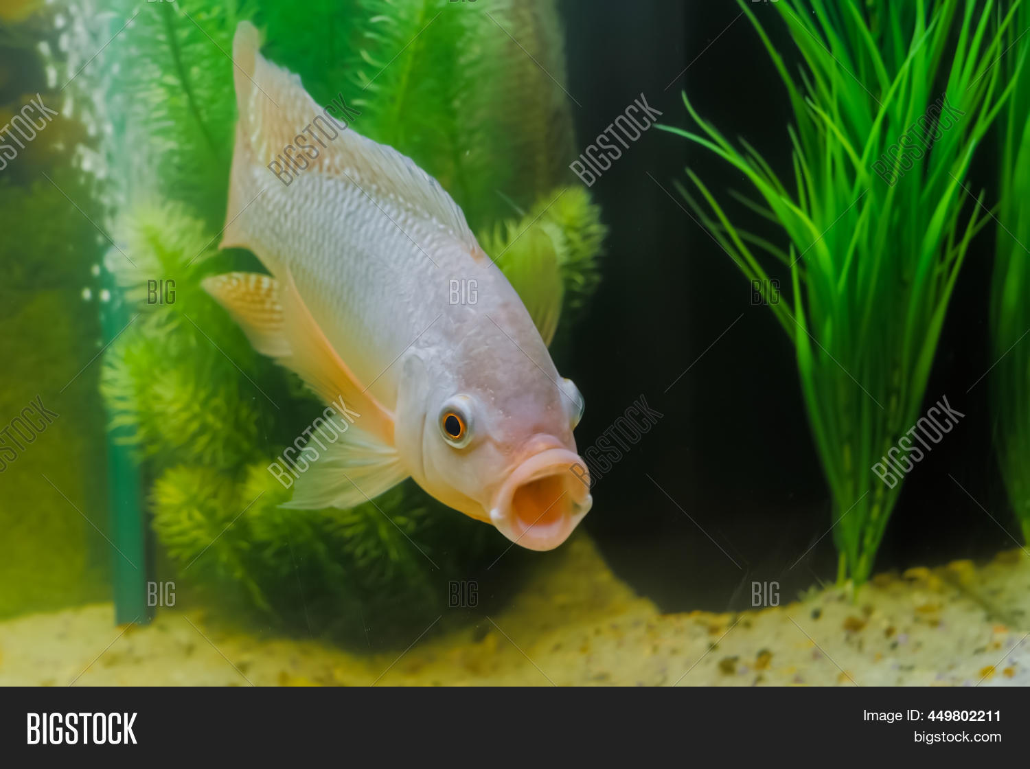 Grey Cichlid Fish - Image & Photo (Free Trial) | Bigstock
