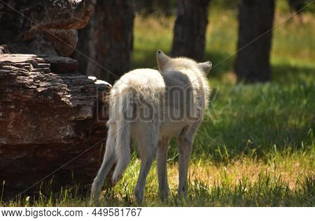 Alpha Wolf Images, Illustrations & Vectors (Free) - Bigstock