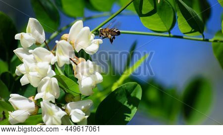 Robinia Pseudoacacia. Image & Photo (Free Trial) | Bigstock