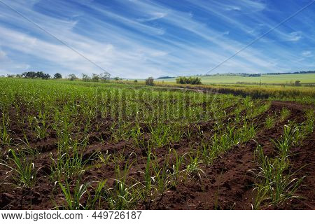 Sugarcane Plantation Image & Photo (Free Trial) | Bigstock