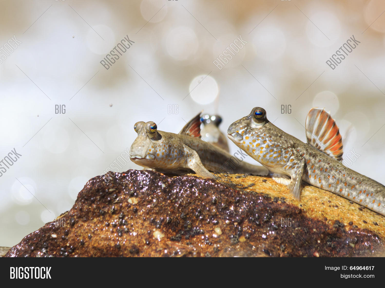Rockskipper Fish - Image & Photo (Free Trial) | Bigstock