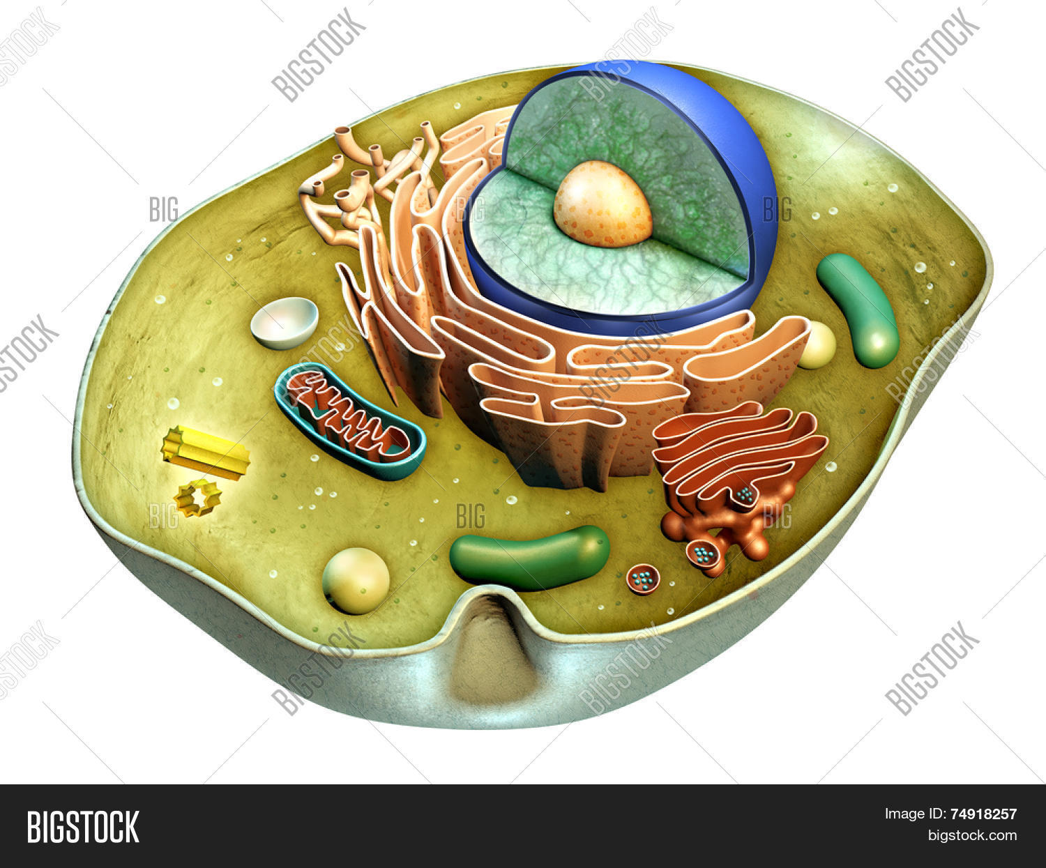 Internal Structure Image & Photo (Free Trial) | Bigstock