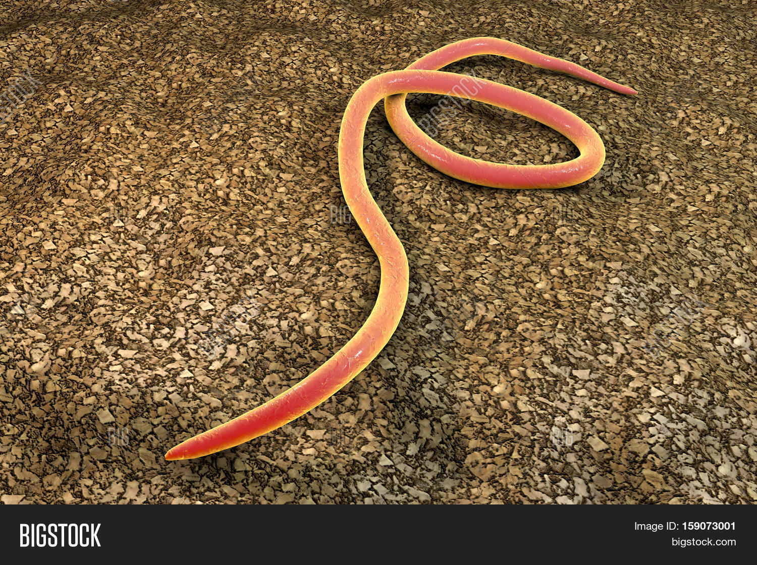 Helminths Nematodes Image & Photo (Free Trial) | Bigstock