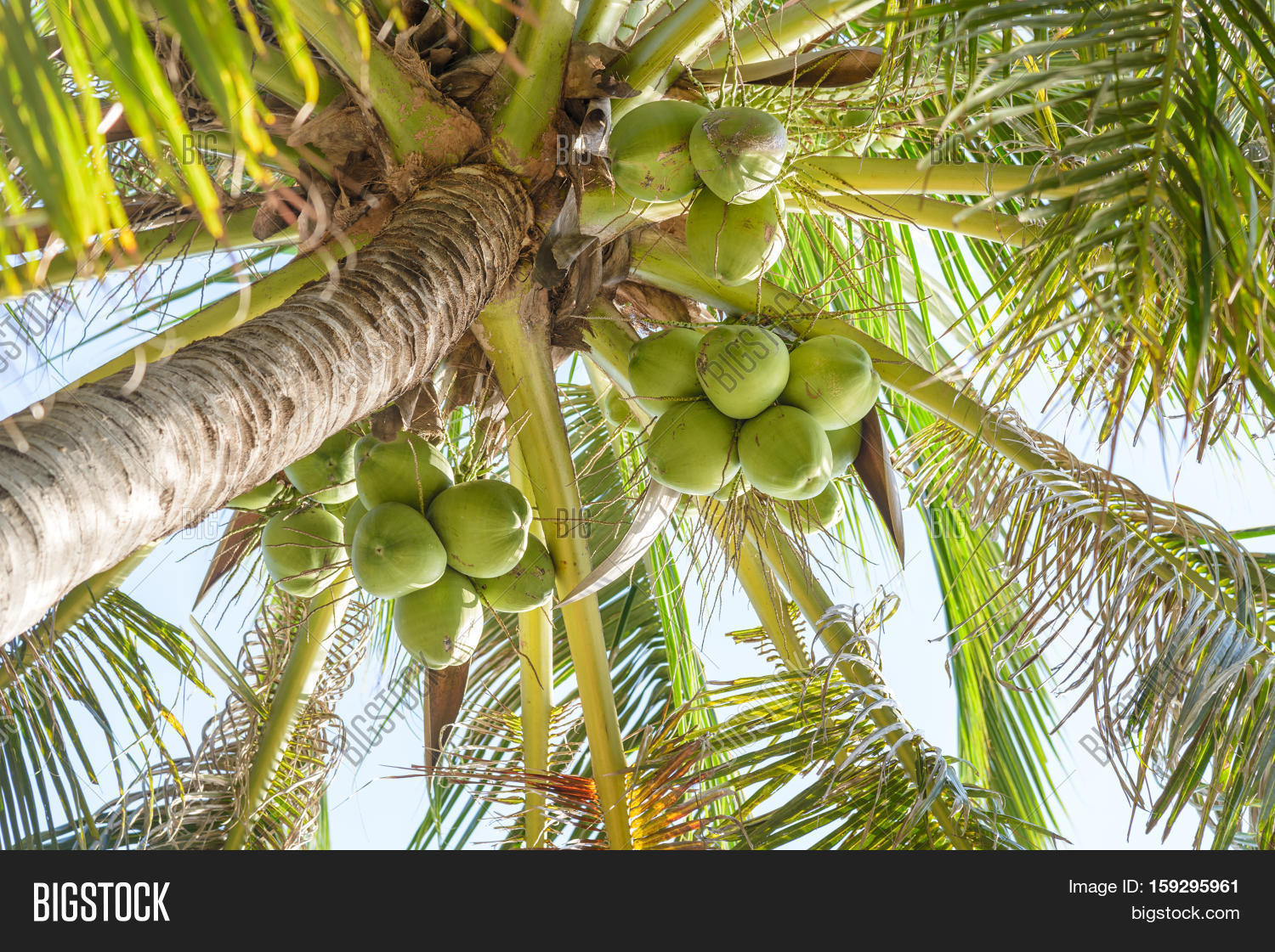 Sweet Coconut Cluster Image & Photo (Free Trial) | Bigstock