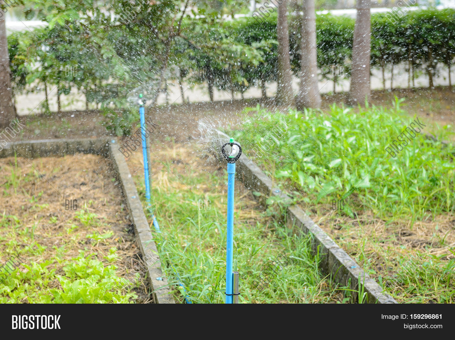 Sprinkler, Garden Image & Photo (Free Trial) | Bigstock