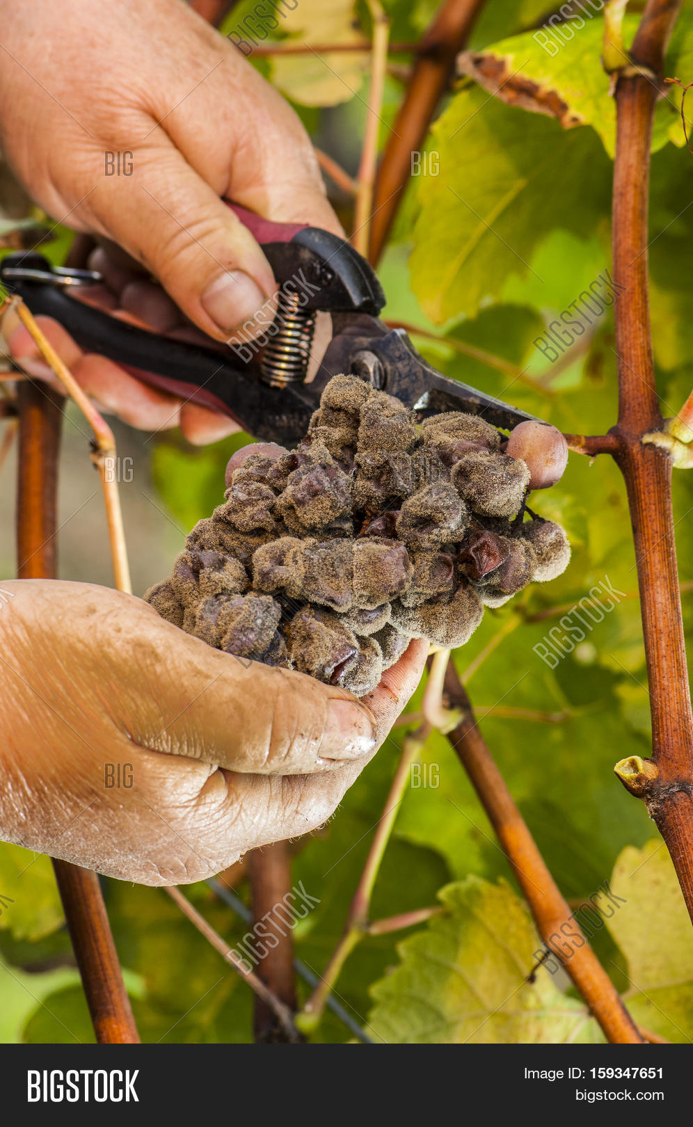 Noble Rot Wine Grape, Image & Photo (Free Trial) | Bigstock