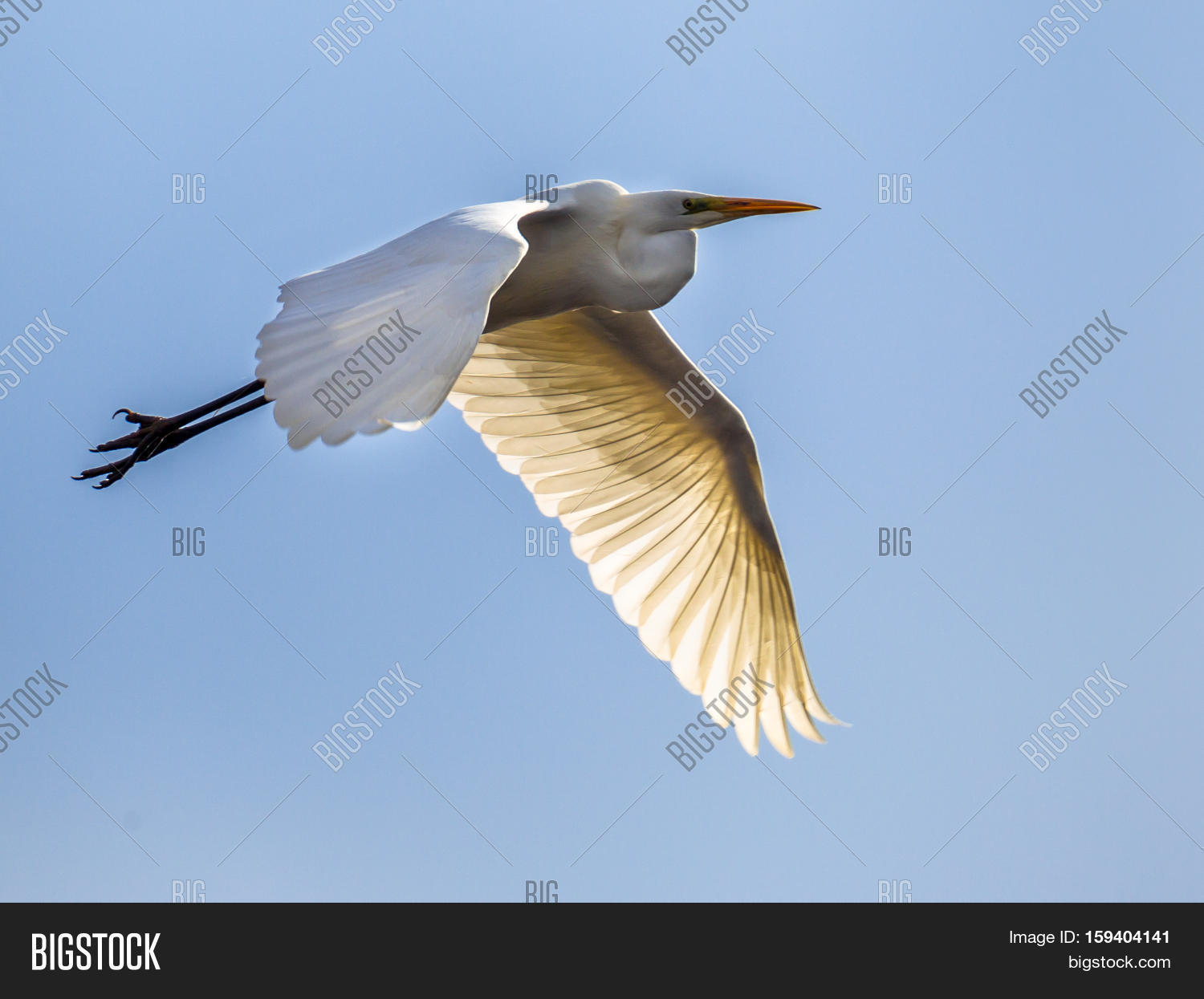 Flying Great Egret Image & Photo (Free Trial) | Bigstock