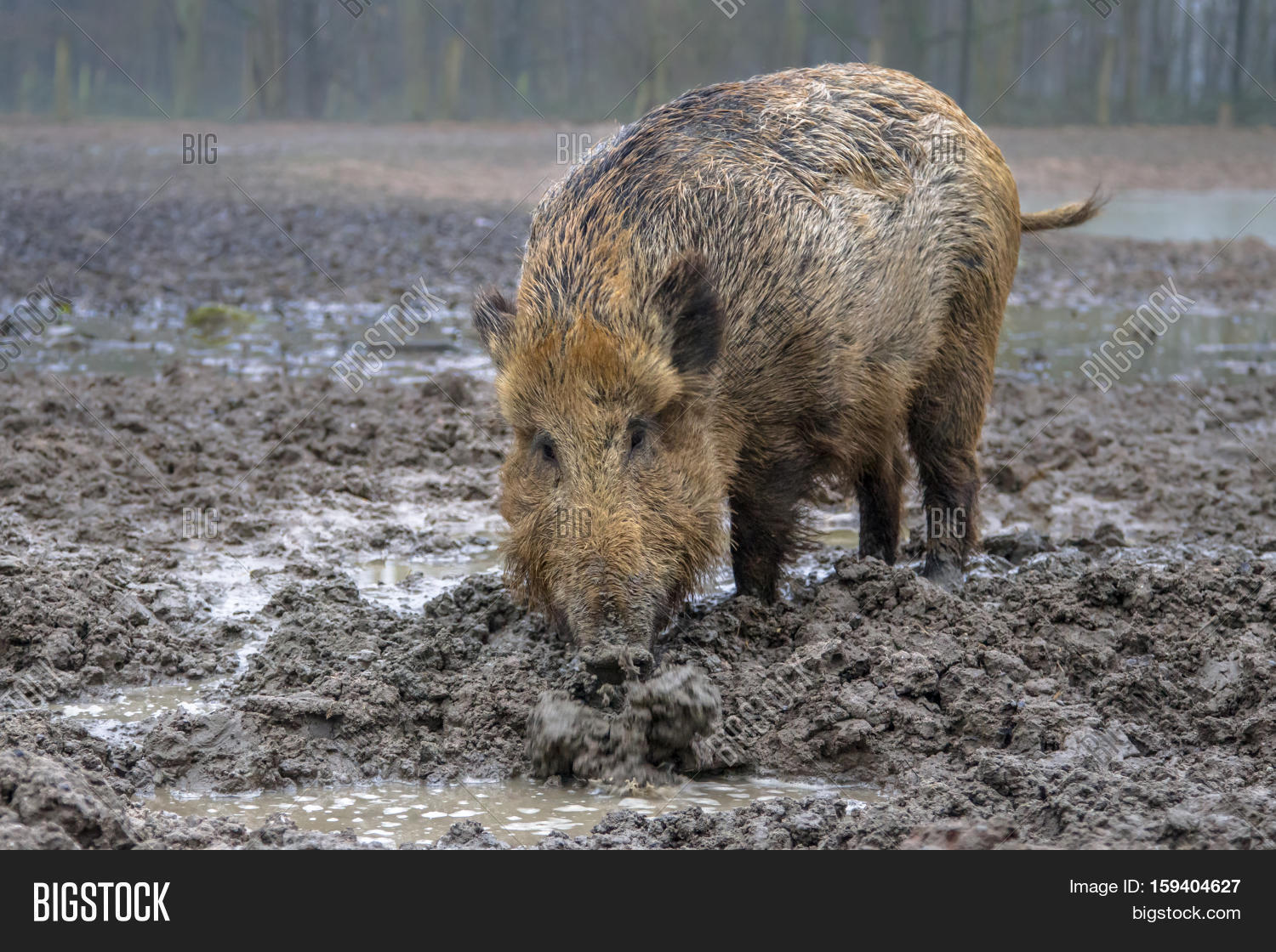 Feeding Wild Boar Image & Photo (Free Trial) | Bigstock