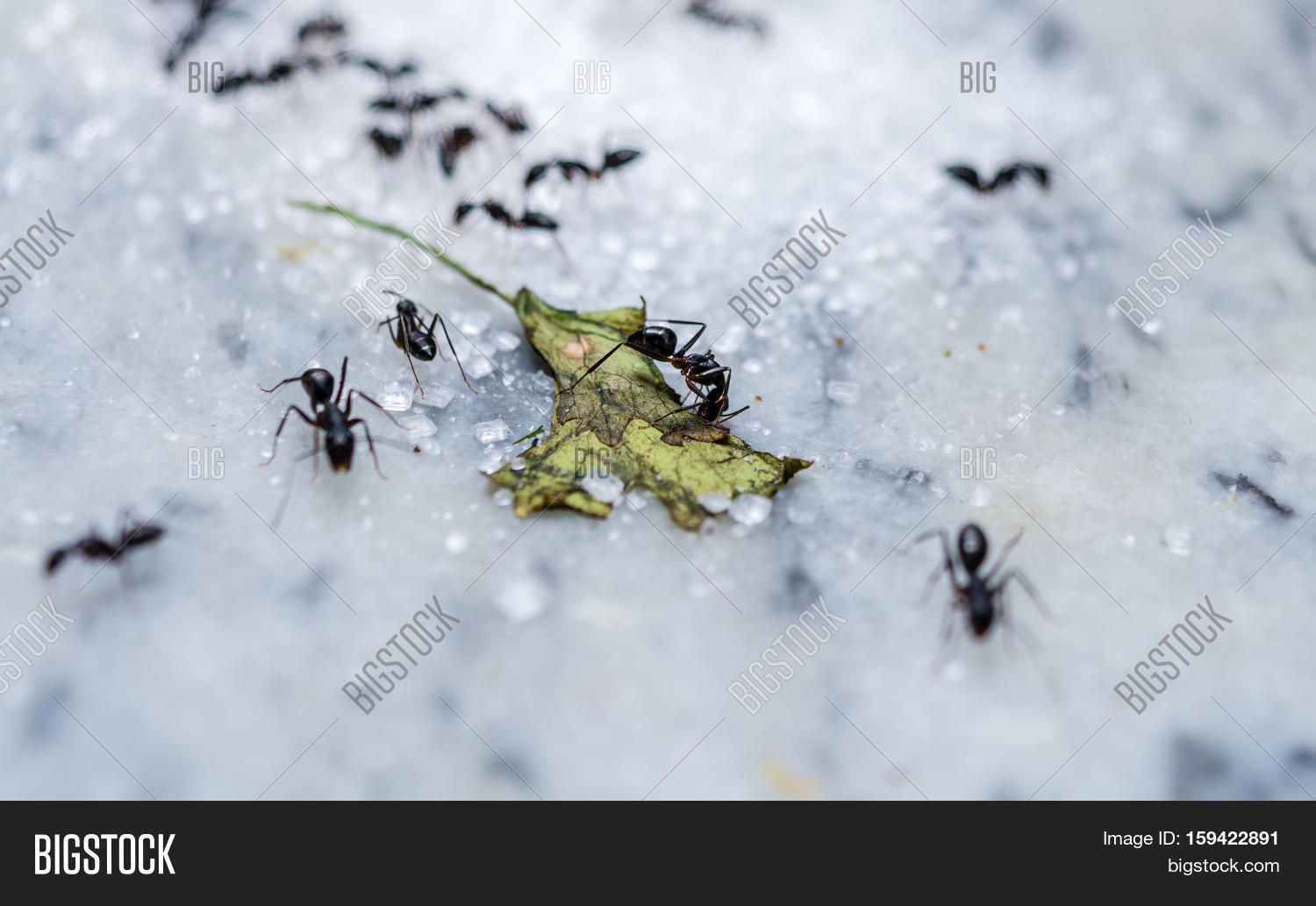 Ants Eating Collecting Image & Photo (Free Trial) | Bigstock