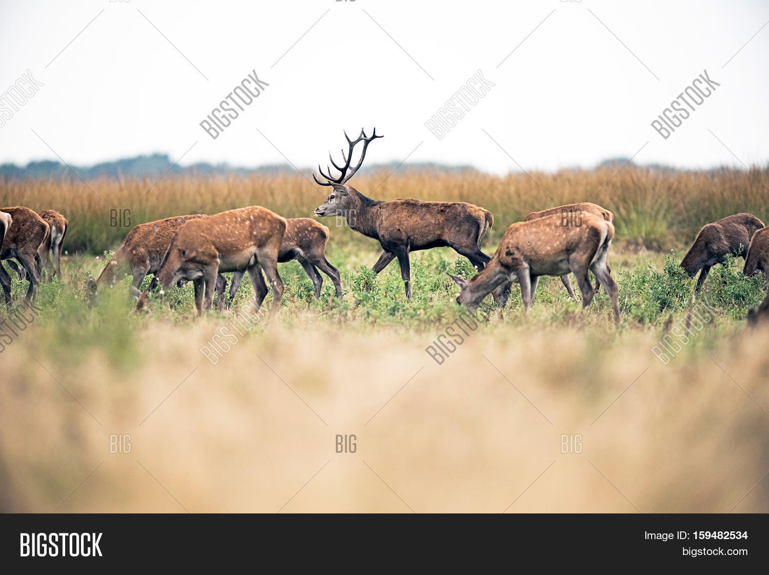 Grazing Herd Red Deer Image & Photo (Free Trial) | Bigstock