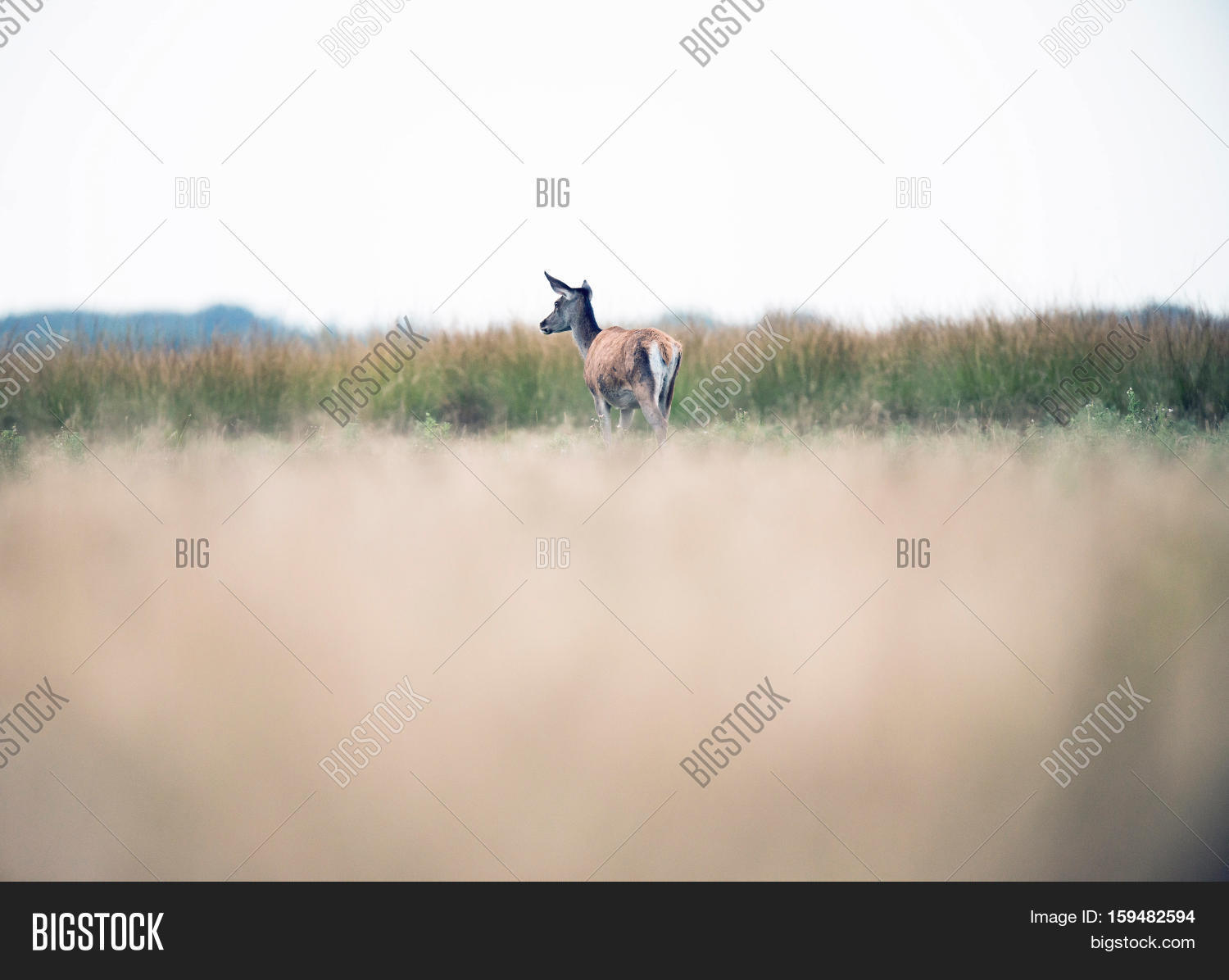 Rear View Red Deer Doe Image & Photo (Free Trial) | Bigstock