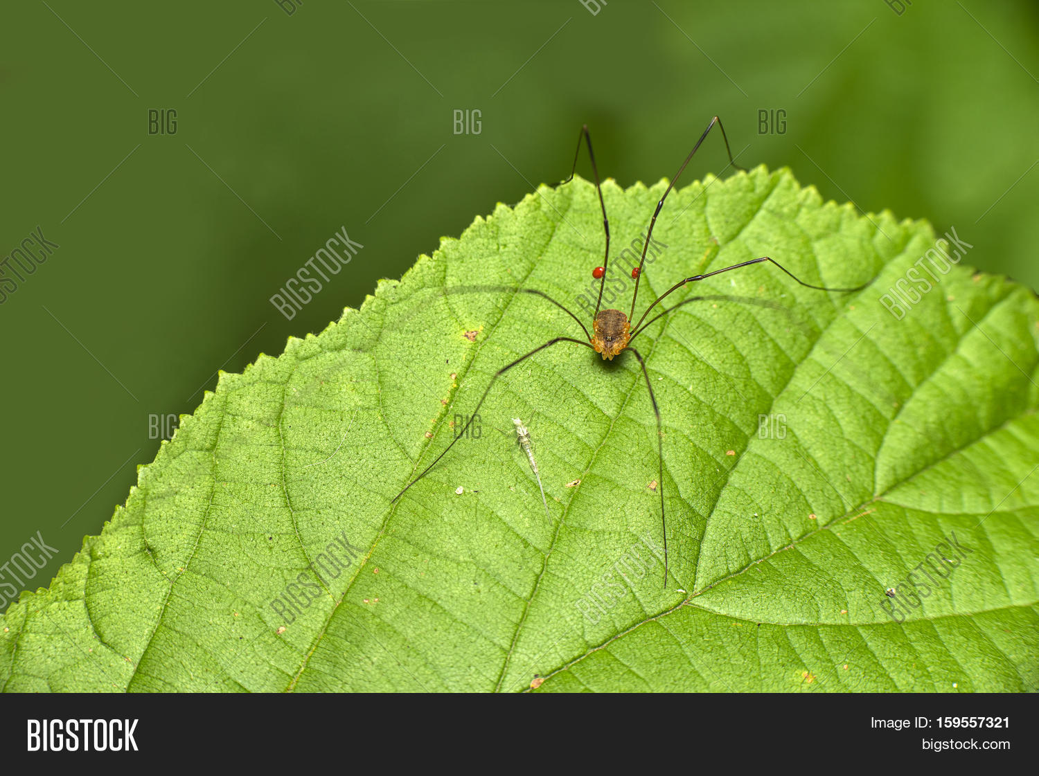 Cute Daddy Long Legs Image & Photo (Free Trial) | Bigstock