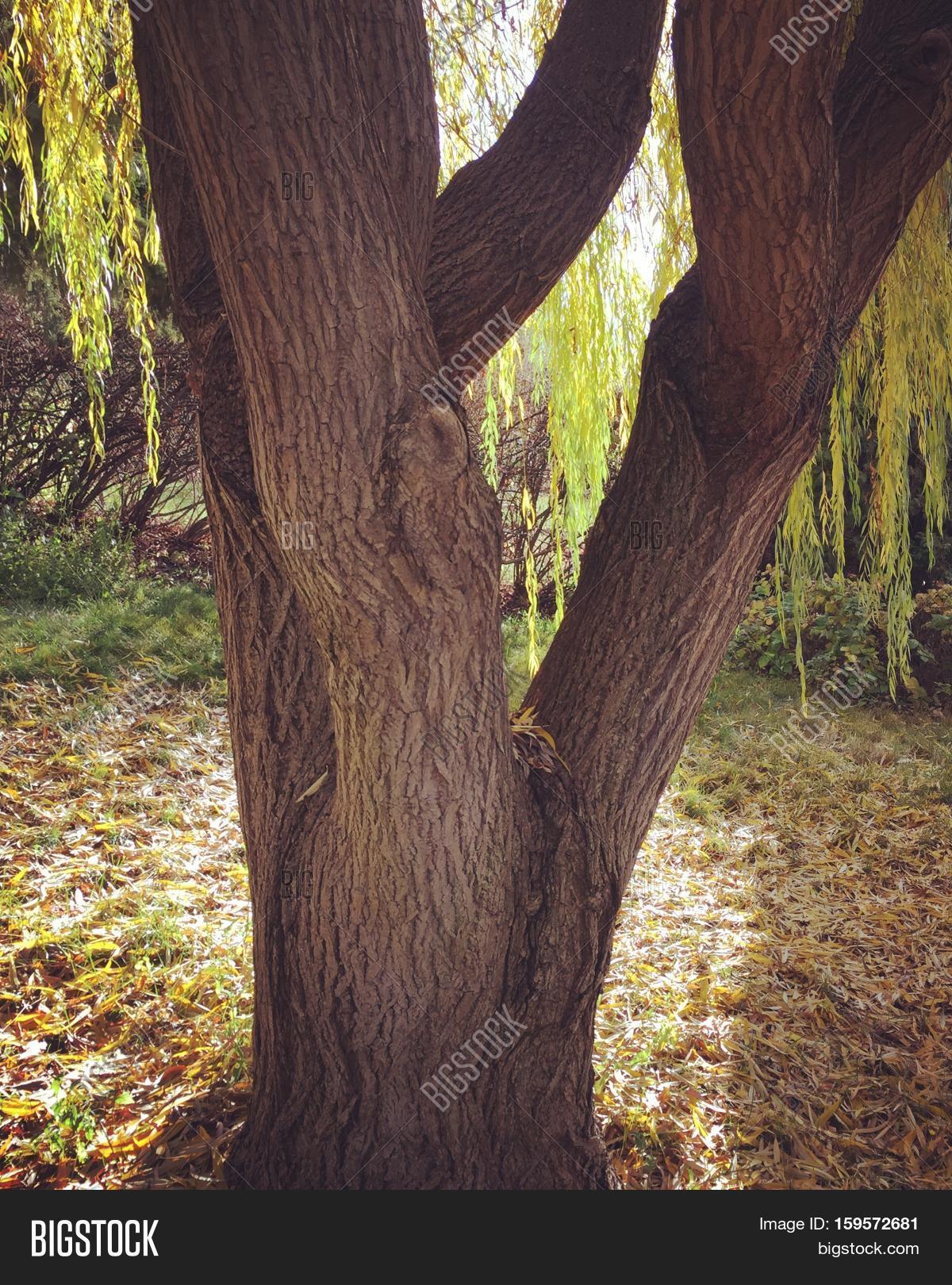 Willow Tree Trunk Image & Photo (Free Trial) | Bigstock