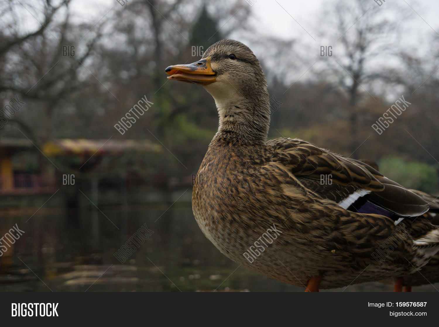 Close Brown Duck. Image & Photo (Free Trial) | Bigstock