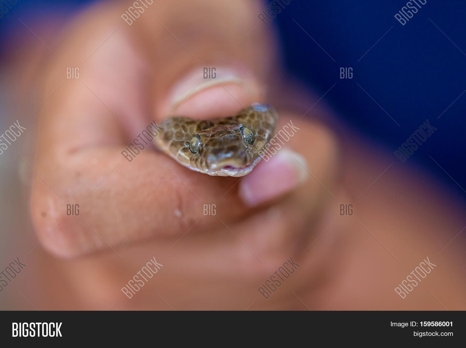 Snake Handling Skill Image & Photo (Free Trial) | Bigstock